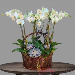 Florerias FioriNET ® | Arreglo de calas en florero de vidrio, estado de ...